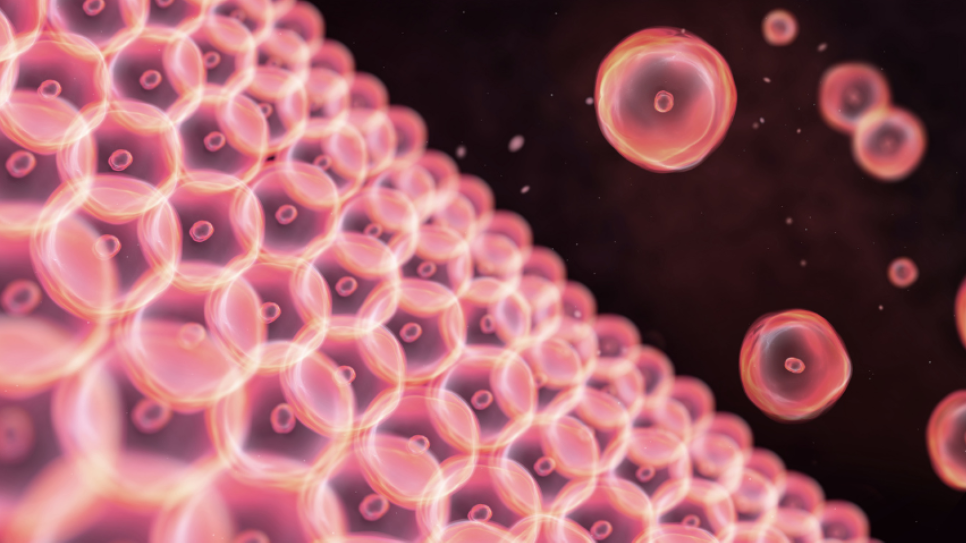 Why Healthy Cell Walls Are the Secret to Vibrant Health - Sheila ...